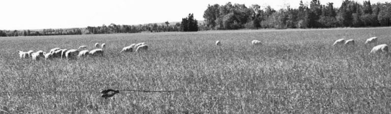 Testing Fladry as a Nonlethal Management Tool for Wolves and Coyotes in ...