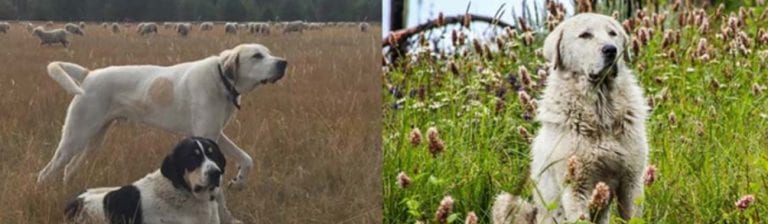 A Livestock Guardian Dog by Any Other Name: Similar Response to Wolves ...