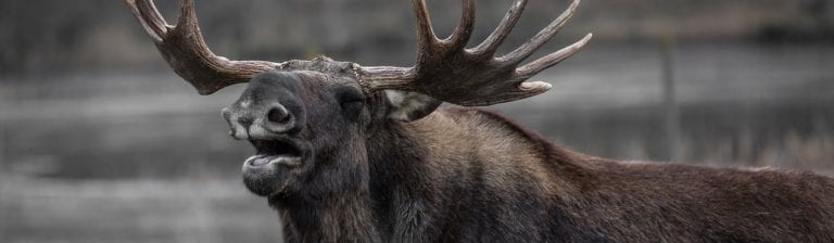 Understanding The Impact Of Meningeal Worm, Parelaphostrongylus Tenuis ...