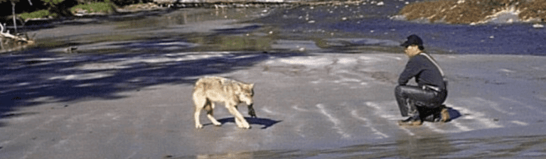 A Case History of Wolf-Human Encounters in Alaska & Canada - National ...