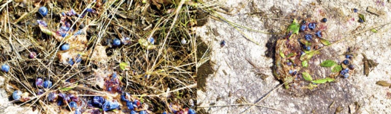 Berry Important? Wolf Provisions Pups with Berries in Northern ...