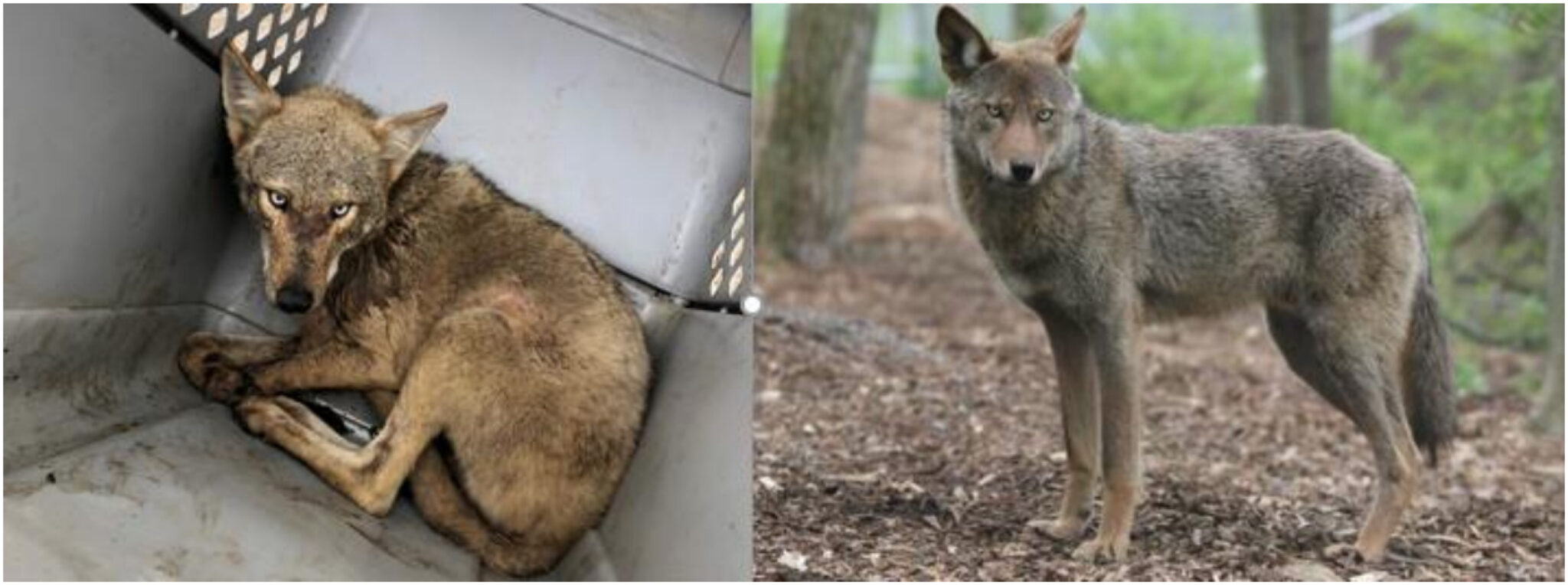 Reviving Ghost Alleles: Genetically admixed coyotes along the American ...