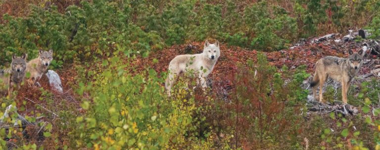 2022 Minnesota Wolf Plan - National Wolfwatcher Coalition