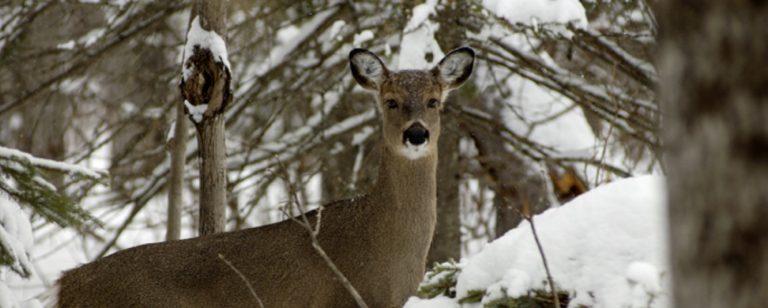 Factors Limiting Deer Abundance in the Upper Peninsula - National ...